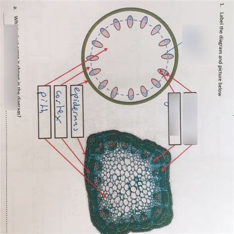 Transport In Plants Diagram Quizlet