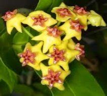 Flor De Cera Hoya Densifolia Verde Amor Jardinagem