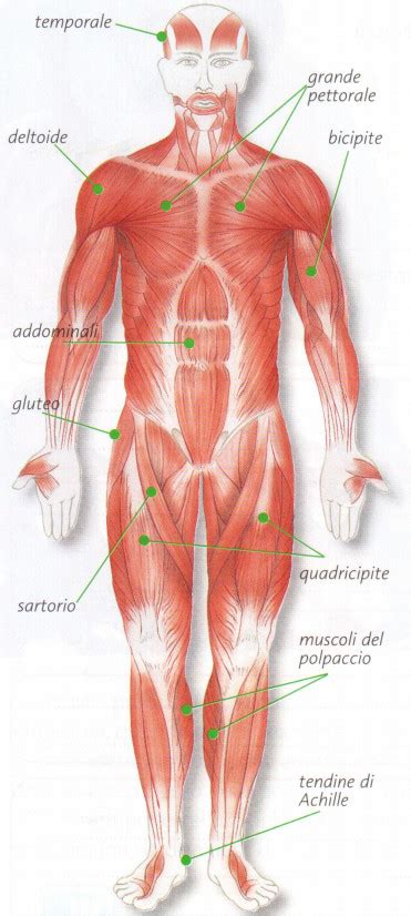 Apparato Muscolare