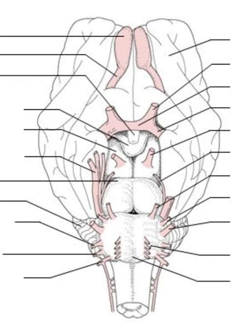 Ventral View Of Sheep Brain Diagram Part 2 Diagram Quizlet