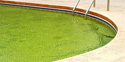 How To Get Rid Of Algae In Your Pool Tips Tricks
