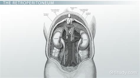 Regions Of The Peritoneum Medical Vocabulary Video Lesson