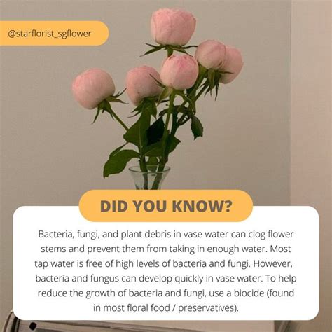 Flower Fact In 2022 Flower Care Flowers Fungi
