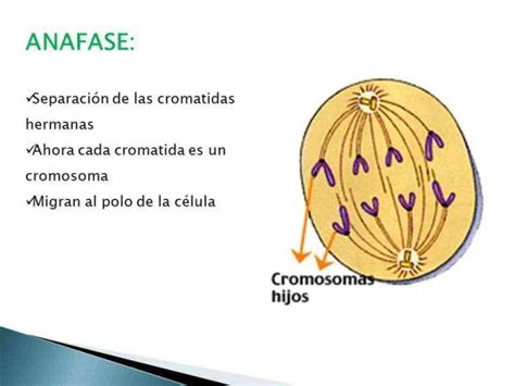 Todas las fases de la MITOSIS RESUMEN IMÁGENES