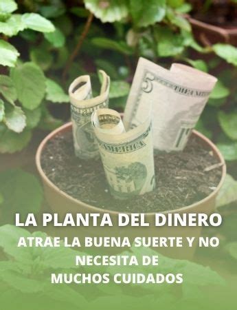 Plantas Que Atraen Dinero Prosperidad Y Fortuna A Tu Hogar