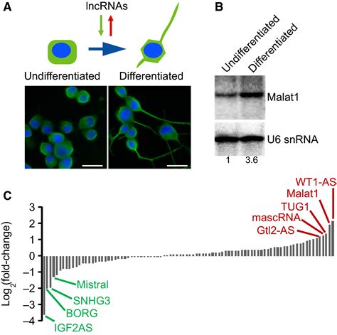 Long Noncoding RNA Malat1 Promotes Neurite Outgrowth Through