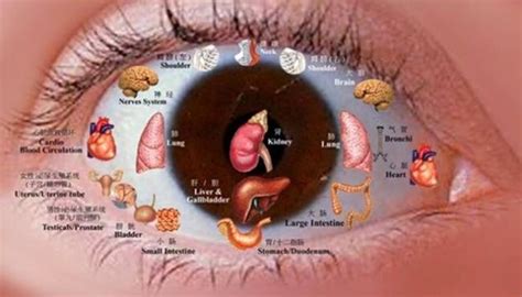 Pin de Éva em Anatomia Reflexologia da orelha Exercícios para coxas