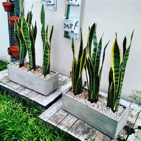 Sansevieria Trifasciata Lengua De Suegra Espada De San Succulent