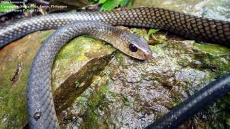 Ptyas Luzonensis The Reptile Database