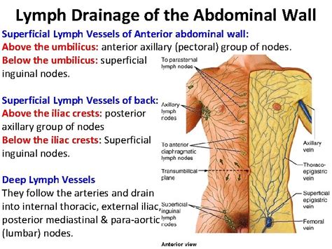 Anterior Abdominal Wall Abdomen Pelvis Perineum Unit Lecture