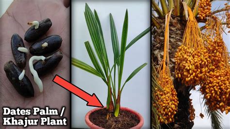 DATES SEEDS GERMINATION How To Grow Dates Palm Tree From Seeds How
