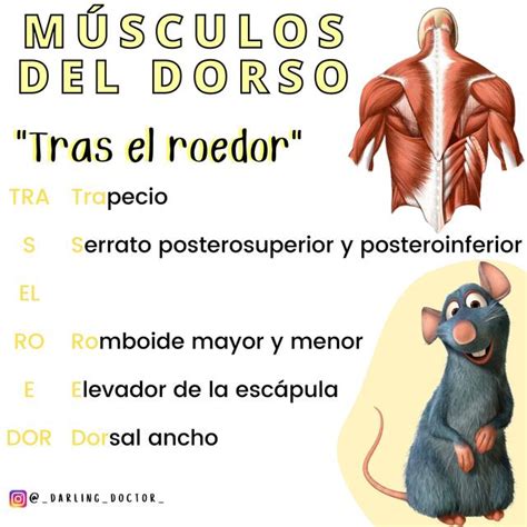 Músculos del dorso Darling Doctor uDocz