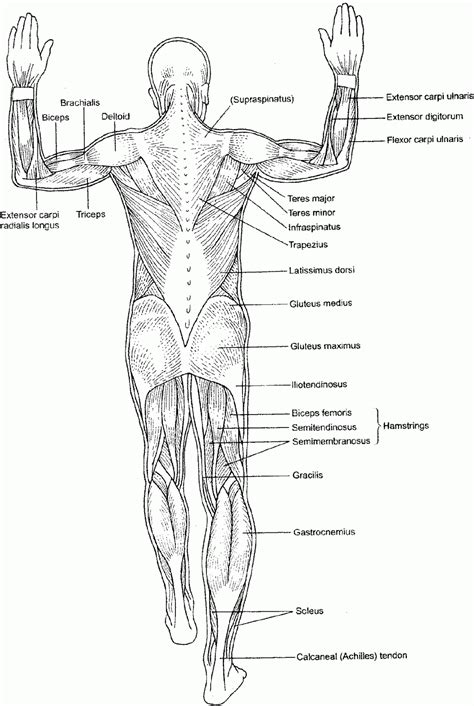Muscular System Anatomi Coloring Pages Bulk Color Muscle Diagram