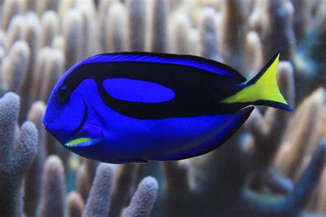 Pez cirujano azul Características hábitat y qué come
