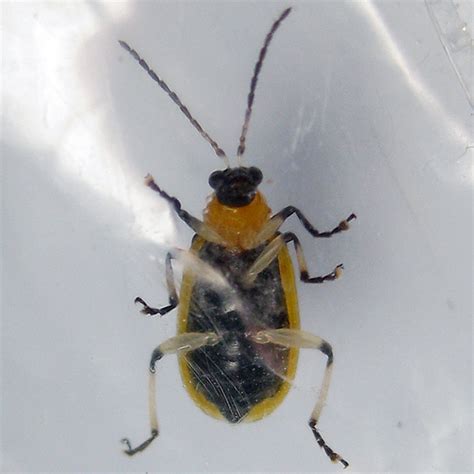 Striped Cucumber Beetle Acalymma Vittatum BugGuide Net