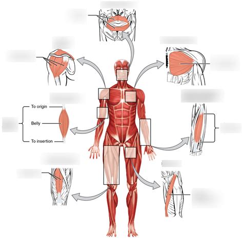 Ch 11 Muscle Shapes And Fiber Alignment Diagram Quizlet