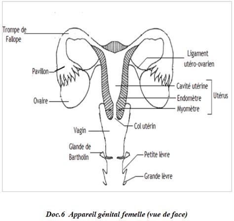 Troisième Partie Reproduction Organes Reproducteurs Free Nude Porn Photos