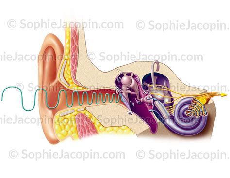 ANATOMIE DE L OREILLE Illustration Medicale Sophie Jacopin
