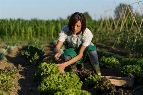 Quels légumes mettre au potager en septembre