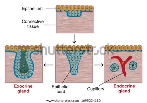 Exocrine Gland Images Stock Photos Vectors Shutterstock