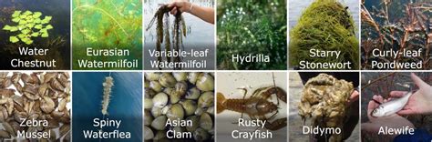 Aquatic Invasive Species