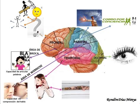 Fisiolog A Humana Funciones De Los L Bulos Cerebrales