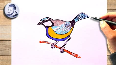 Comment dessiner une mésange facile YouTube