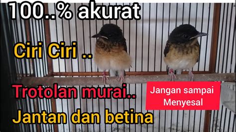 Ciri Ciri Murai Trotolan Jantan Dan Betina Umur 25 Hari Sampai 2 Bulan