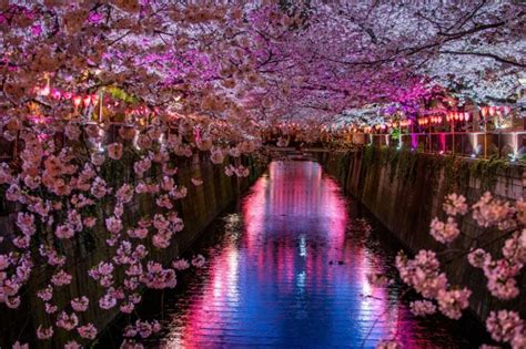 2024 Evening Hanami Cherry Blossom Tour Tokyo Cherry Blossom Tour Hanami Japan Cherry Blossom
