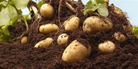 Cultivar Papa En Casa Facil Raza Folklorica