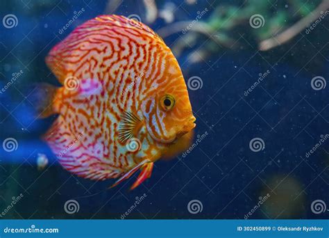 Discus Fish In Aquarium Tropical Fish Symphysodon Discus From Amazon