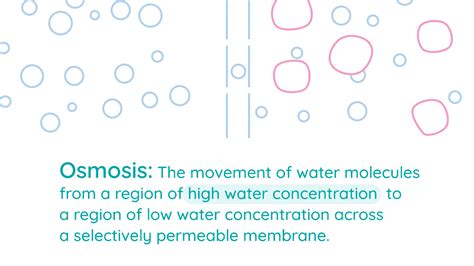 Demonstrate Osmosis Using Visking Tubing Studyclix