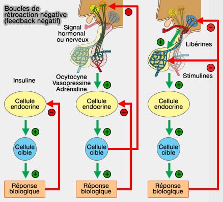 Neurophysiologie circuits neuronaux boucles de régulation