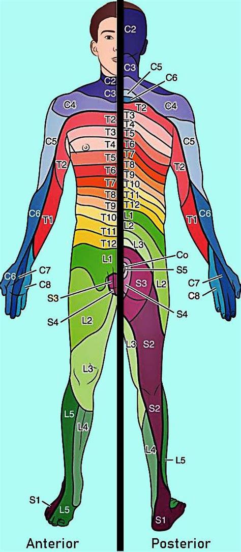 Unraveling The Bodys Network A Comprehensive Guide To Dermatomes And