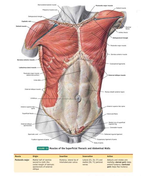 Superficial Thoracic And Abdominal Wall Muscles