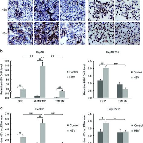 Levels Of Hbsag Hbcag Hbv Dna And Hbv Cccdna In Hbv Infected Hepg