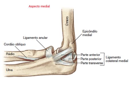 Epicondilalgia Medial E Fisio