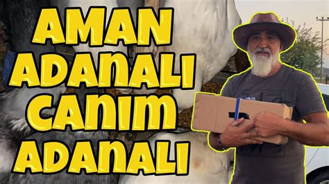 SONUNDA ADANALI YA EŞ BULDUK HEDİYEMİZ GELDİ AT SİNEĞİ VAR NE