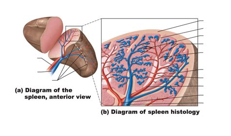 Spleen Diagram Quizlet