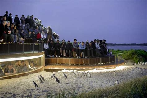 De Melbourne Excursão Desfile de Pinguins na Ilha Phillip GetYourGuide
