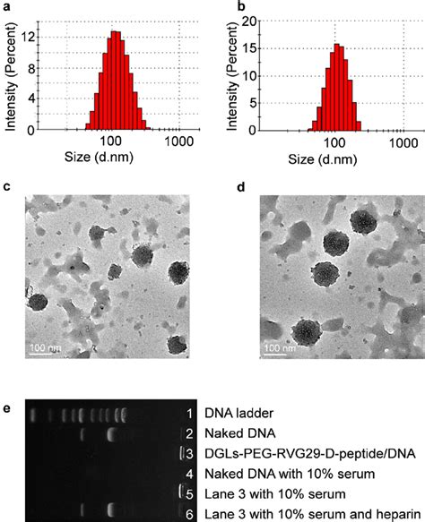 Characterizations Of DGLs PEG RVG29 D Peptide DNA NPs DLS Results Of