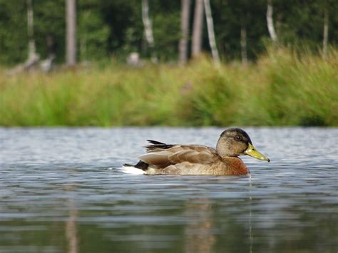 Ente Tier Vogel Kostenloses Foto Auf Pixabay Pixabay
