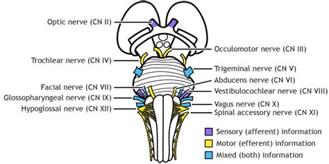 Brainstem And Spinal Cord Introduction To Neurobiology