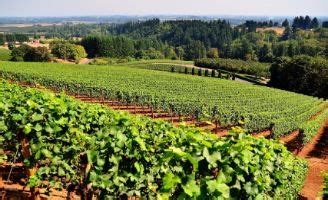El viñedo ecológico y sus vinos siguen ganando terreno en España