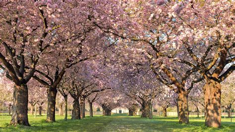 Télécharger le fond d écran Arbres en fleurs au printemps 1920x1080