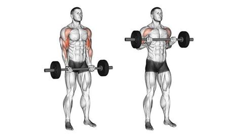 Bicep Y Tricep Curl Con Barra 12x5 Curl Con Mancuernas Agarre Prono