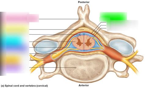 Spinal Cord Cross Section Diagram Quizlet