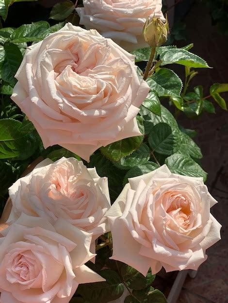 Hay un ramo de rosas rosadas en un jardín Foto Premium