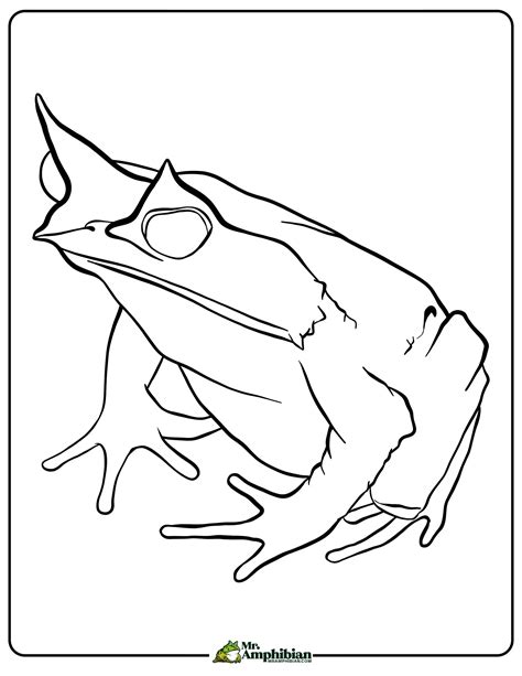 Poison Dart Frog Coloring Page