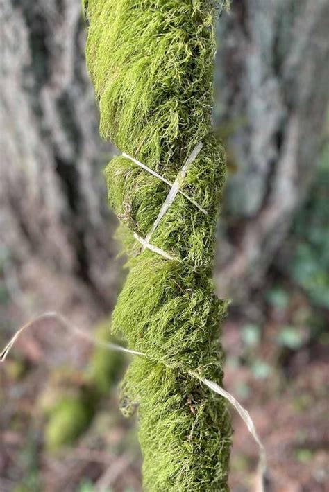 Epiphytes The Best Options To Grow As Houseplants